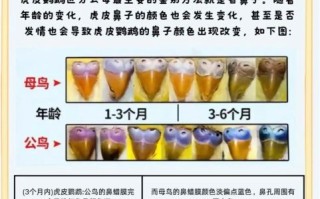 虎皮鹦鹉怎么分公母_虎皮鹦鹉公母区别图解