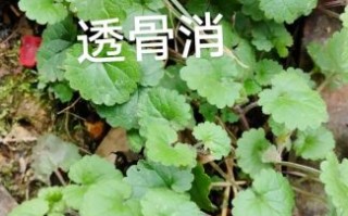 透骨草的功效与作用_透骨草怎么用效果最好