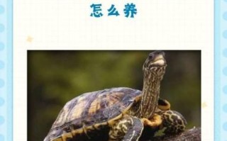 5元小乌龟怎么养_新手零死亡饲养技巧