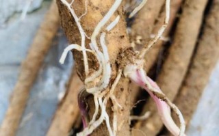 淮山发芽了可以吃吗_淮山发芽怎么处理