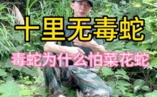 菜花蛇能吃吗_菜花蛇有毒吗