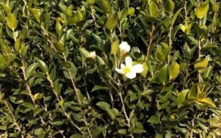 良种油茶树苗怎么选_多少钱一株