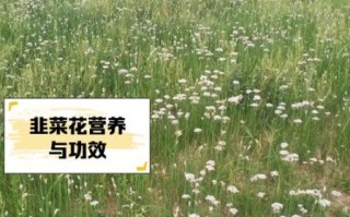 山韭菜花图片_如何识别野生山韭菜花
