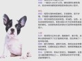 法国斗牛犬好养吗_适合新手吗