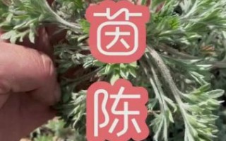 茵陈在农村叫什么名字_茵陈的别名有哪些