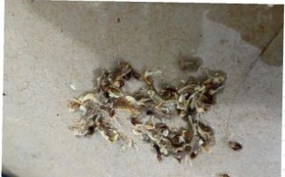 淡菜怎么洗干净_淡菜清洗的正确方法