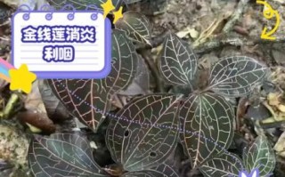 金线莲怎么吃_金线莲的吃法与禁忌
