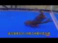 清道夫怎么养_清道夫鱼寿命有多长