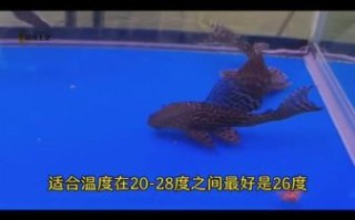 清道夫怎么养_清道夫鱼寿命有多长