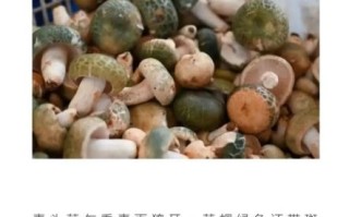 青头菌多少钱一斤_青头菌价格走势