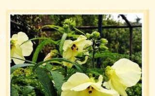 黄蜀葵花怎么吃_黄蜀葵花泡水喝的正确方法