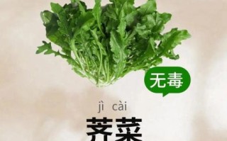 荠菜的功效与作用_荠菜怎么吃最养肝