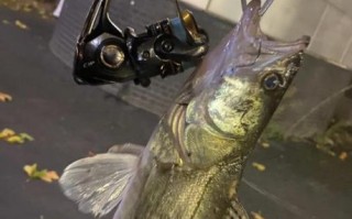 梭鱼怎么钓_梭鱼钓法技巧