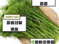 茴香菜什么人不能吃_孕妇能吃茴香菜吗