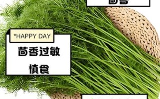 茴香菜什么人不能吃_孕妇能吃茴香菜吗