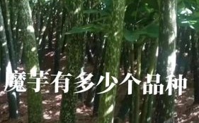 魔芋热量为什么这么低_魔芋减肥原理