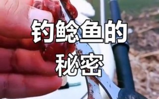 鸡肝钓鱼怎么挂钩_鸡肝挂钩不掉技巧