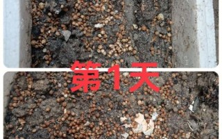 香菜籽怎么种_香菜籽几天发芽