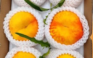 蟠桃产地哪里的最好_正宗蟠桃哪里买