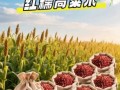 红高粱米能降血糖吗_红高粱米怎么吃最养生