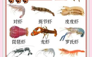 虾的种类图片大全大图_如何区分常见虾品种