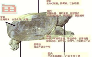 野生甲鱼的功效与作用_野生甲鱼怎么吃最补