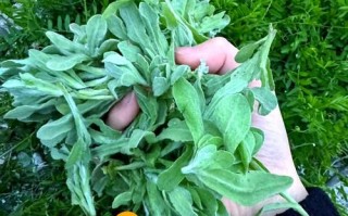 青团子怎么做_青团子用什么草