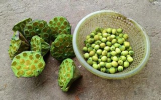 莲蓬r是什么_莲蓬r怎么吃