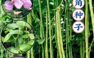 长豇豆图片_长豇豆怎么挑选