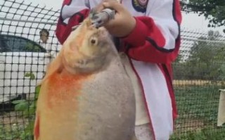 食人鲳鱼怎么养_食人鲳鱼吃什么