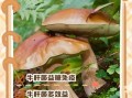 牛肝菌的功效与作用_牛肝菌怎么吃最好