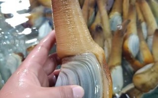 象拔蚌一只一般多少重_怎么挑选重量合适的象拔蚌