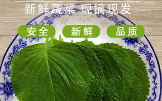 苏子叶怎么保存到冬天_苏子叶冷冻还是晒干好