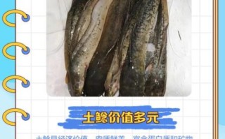 鲶鱼国宝什么梗_鲶鱼国宝梗出处