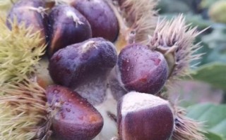 中国哪里的板栗最有名_迁西板栗为什么出名