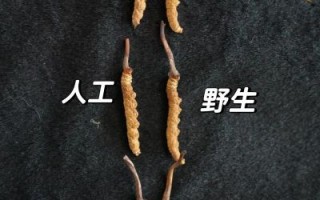 人工种植冬虫夏草图片_如何辨别真假