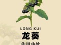 龙葵叶子可以当菜吃吗_龙葵叶食用安全指南