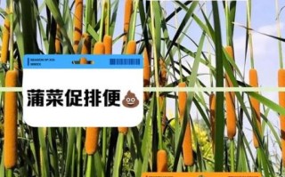 蒲菜的功效与作用禁忌_什么人不能吃