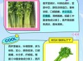 香芹和芹菜的区别_香芹图片怎么辨认