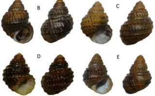 螺的种类有哪些_螺的图片大全集
