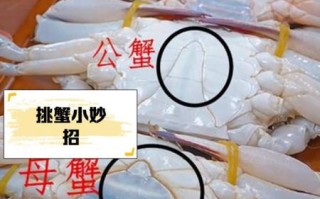 石头蟹怎么区分_石头蟹和梭子蟹的区别