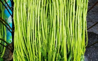 空心菜图片大全_如何挑选新鲜空心菜