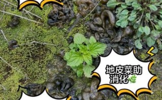 地皮菜泡久了有毒吗_地皮菜泡多久安全