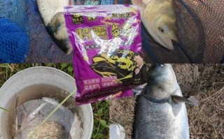 自制钓鲢鳙饵料配方_鲢鳙饵料怎么做才好用