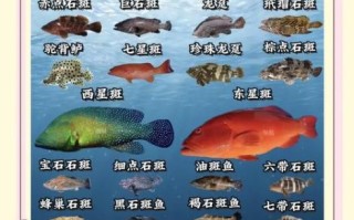 最贵的石斑鱼有哪些_顶级石斑鱼价格排行