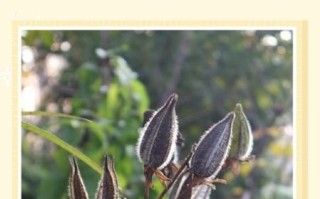 黄蜀葵花怎么吃_黄蜀葵花功效与作用禁忌