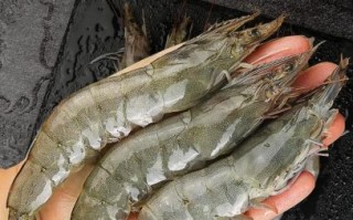 青岛大虾是什么虾_青岛大虾和普通对虾区别