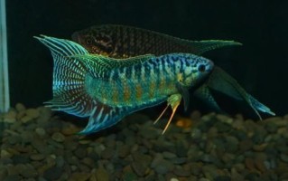 蓑衣鱼是什么鱼_蓑衣鱼怎么做好吃