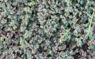 地锦草的功效与作用_地锦草能治哪些病