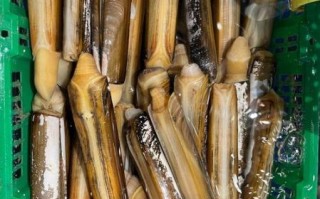 蛏子怎么读音_蛏子是什么意思